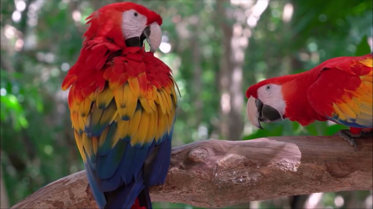 Koliko papagaji žive? Razlike u životnom veku različitih rasa