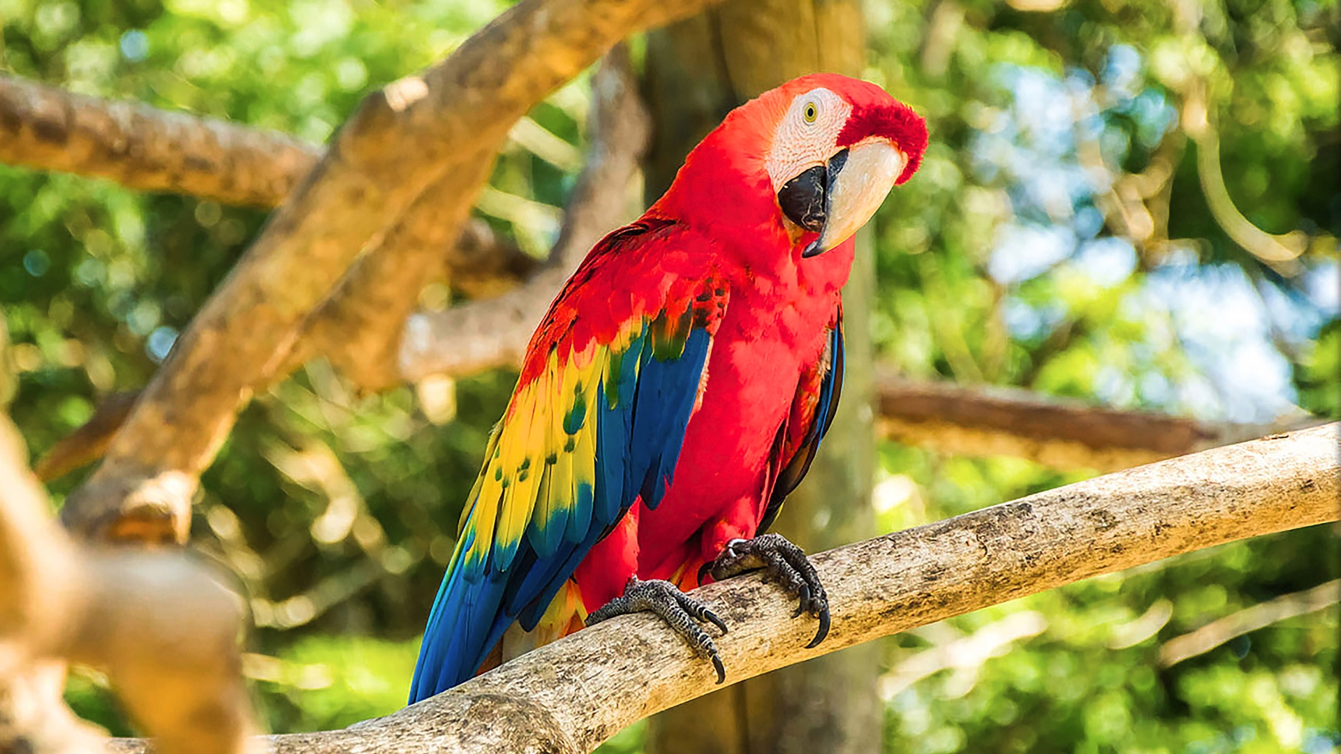 Ara papagaj - Kako da brineš o svom ara papagaju? saveti za početnike