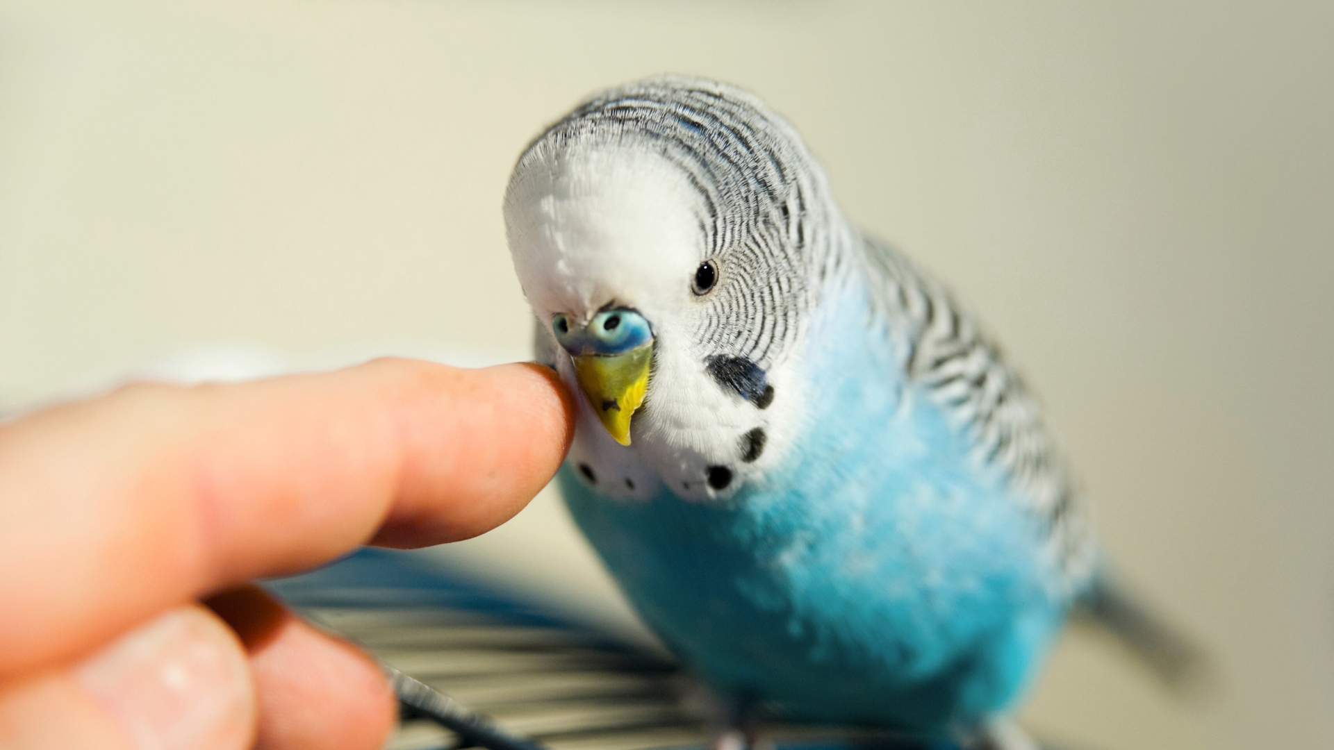 Papagaj vrste - 10 najpoznatijih vrsta papagaja i njihove karakteristike